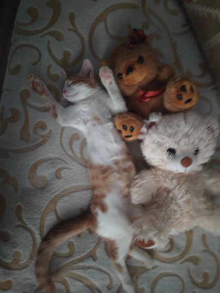 Пристраивается кошечка 6 месяцев! Игривая , приучена к лотку,здорова!