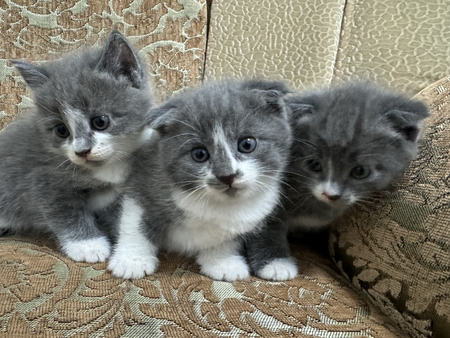 продаются котята
