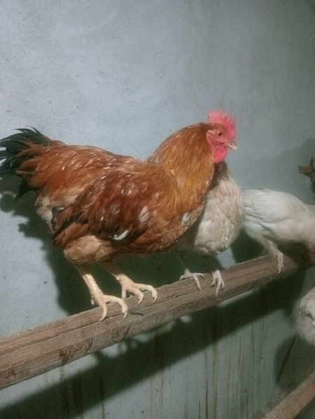 Домашние яйца экологически чистый продукт