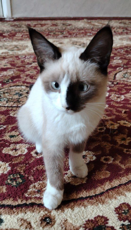 Котёнок в ответственные руки!