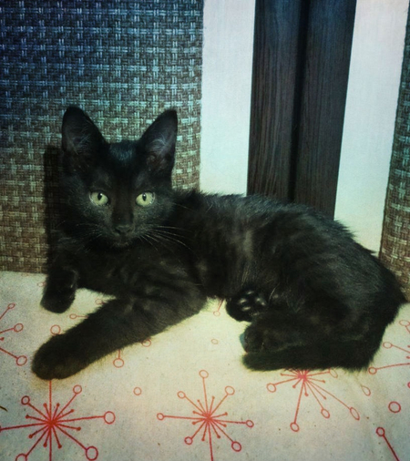 Отдам озорных котят
