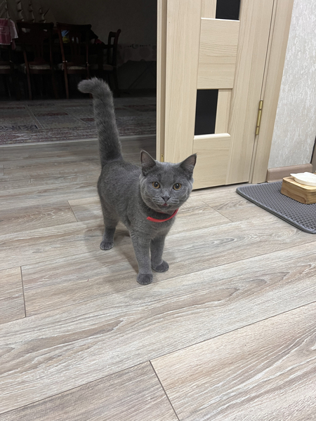 Котенок девочка Бритиш шорт хеир
