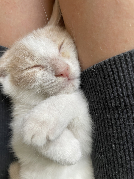 Котёнок в добрые руки