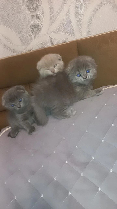 Продам котят фолды