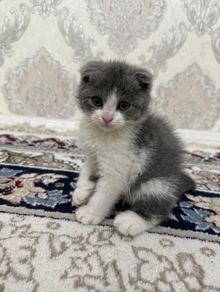 Котёнок парода скотиш фолд