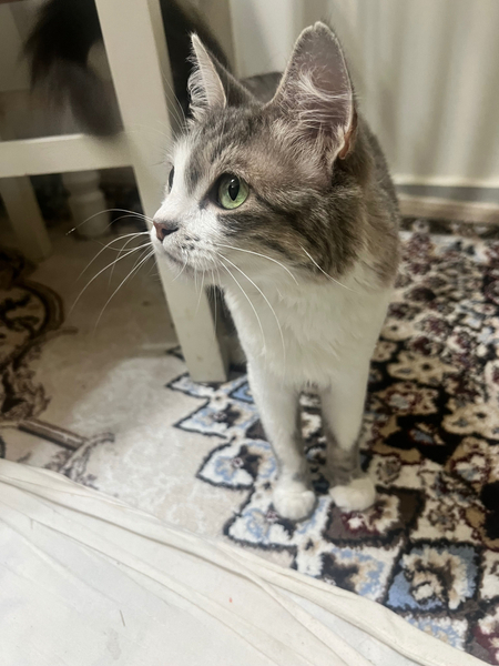 Кошка домашнее, беременная