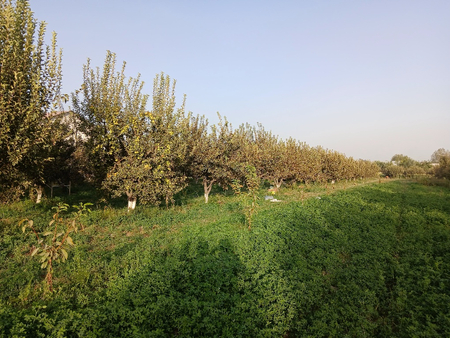 O\\\'tin bor arzonga