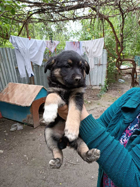 Отдам щенков в добрые руки