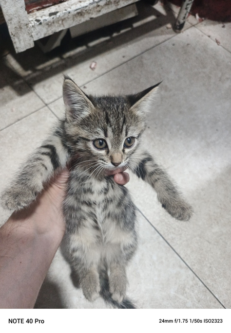 Mushuk bolasi sotiladi