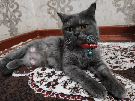 Кошкалар сотилади