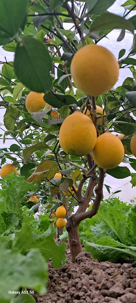 limon kochati miyer sorti