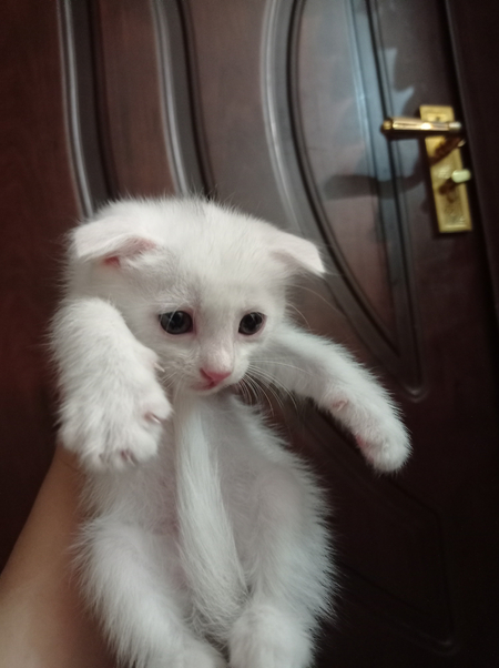 Продам вислоухие котята Срочно