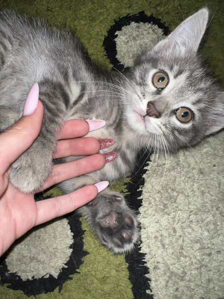 Домашние котята в хорошие ручки