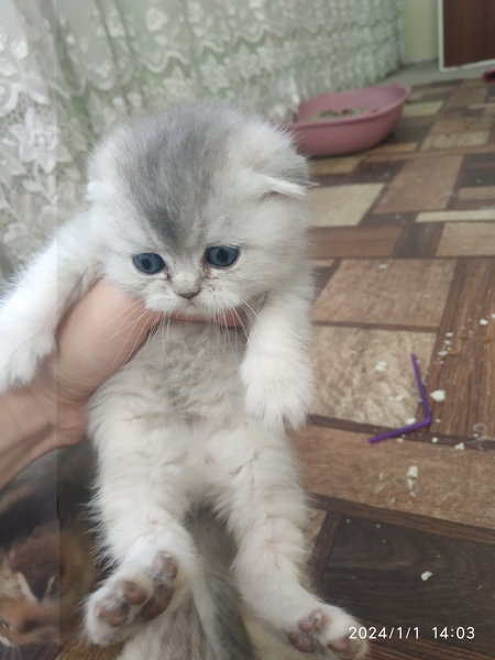 Скоттиш фолд (7 недель)