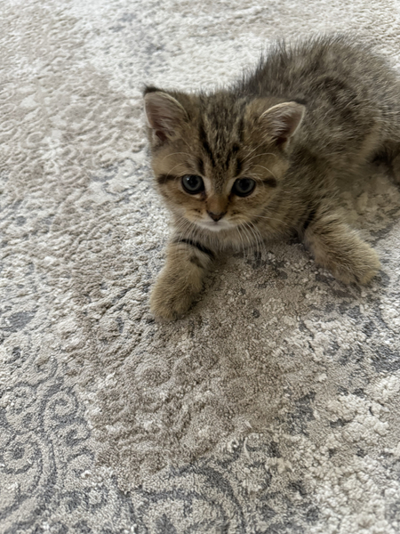 Продается котенок