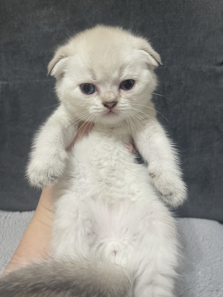 Продается котенок