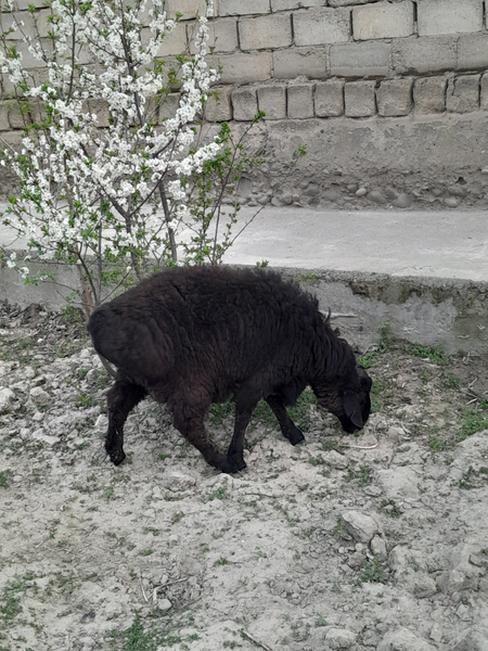 Qo'y va qo'zilar