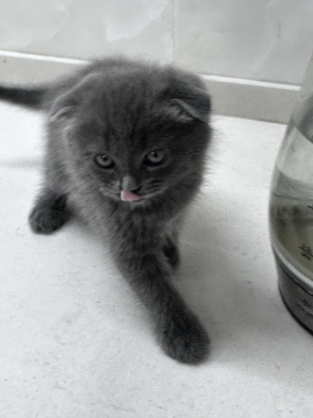 Котенок шотландская вислоухая