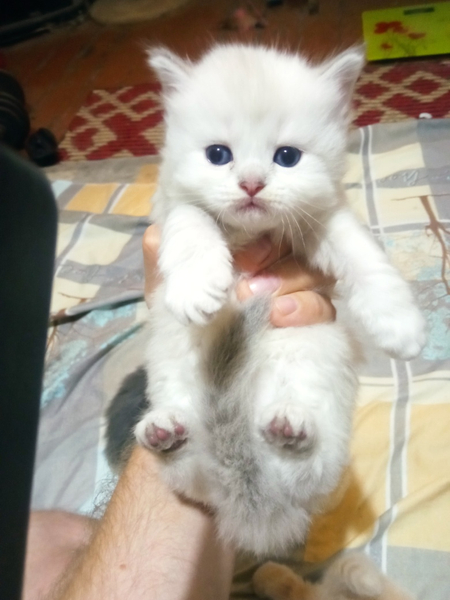 К продаже готовятся котята
