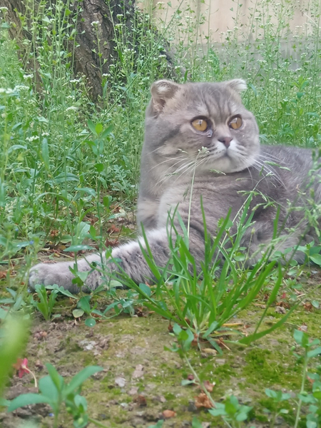 Scottish Fold ( nasil olish uchun )