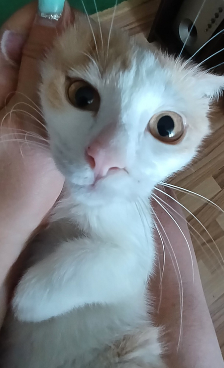 Котенок, мальчик, 4 месяца, все умеет