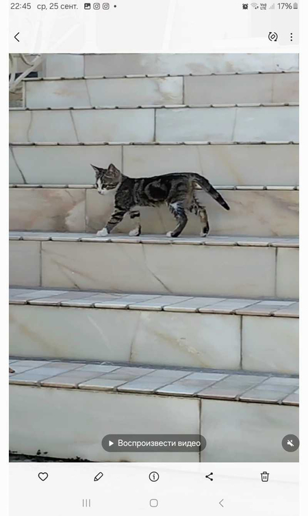 Срочно продаётся котят британский страйт мраморний табби