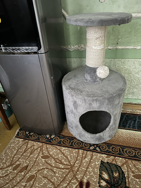 Прадам срочно кошку Скотиш фолд лиловый веслоухая