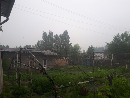 Bulga yarasha yaxshi
