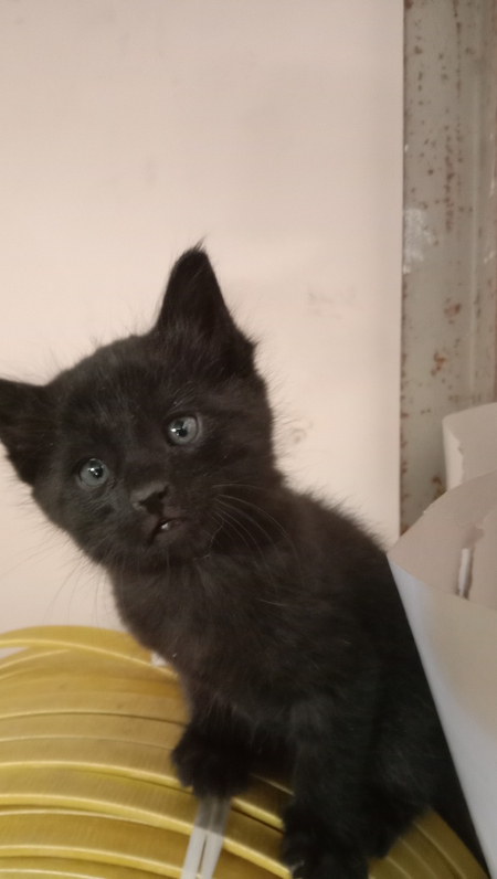 Отдам котят в хорошие руки.