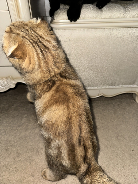 Котенок скоттиш фолд 7 месяц девочка