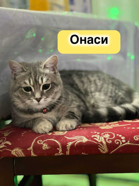 Скоттиш страйт  (чистая порода)