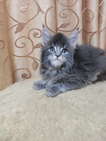 Мейн Кун девочка