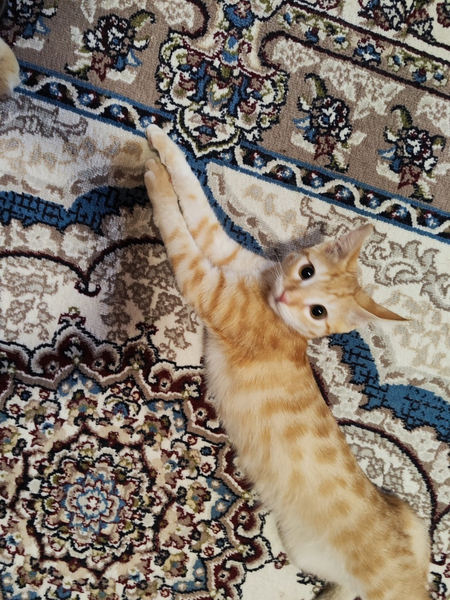 Котенок мальчик почти 4 месяца в добрые руки