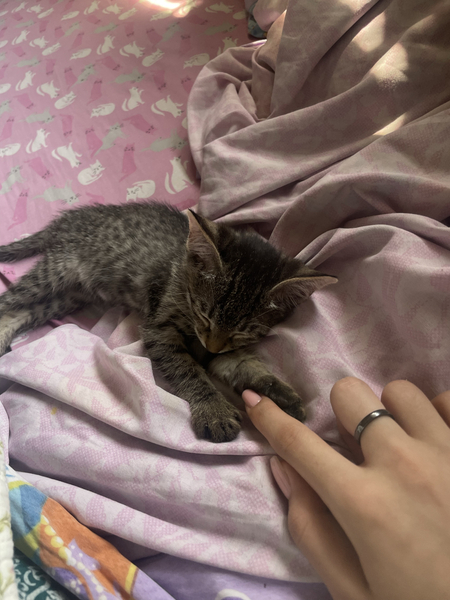 Котёнок окрас табби