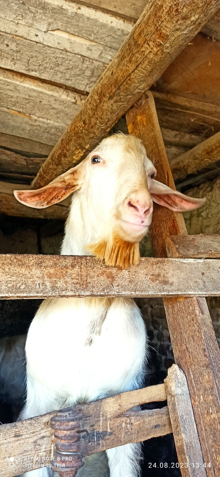 Echki erkak taka sotiladi
