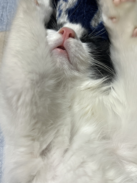 Кот 4 месячный