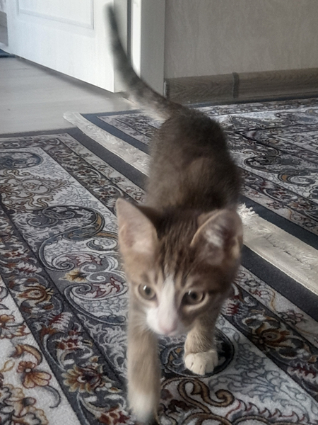 Mushukcha erkak 50 000