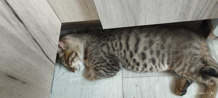 Красивые котятки