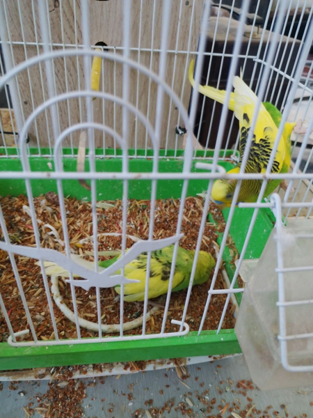 Toti qushlar sotiladi