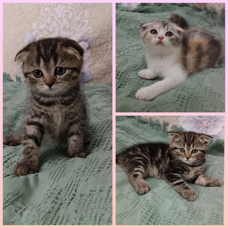 Продаются котята Скотиш Фолд