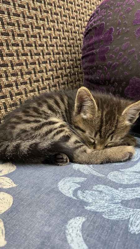 Мушукча. Котёнок.