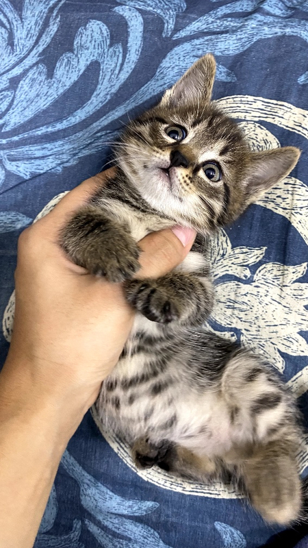 Котенок. Мушукча