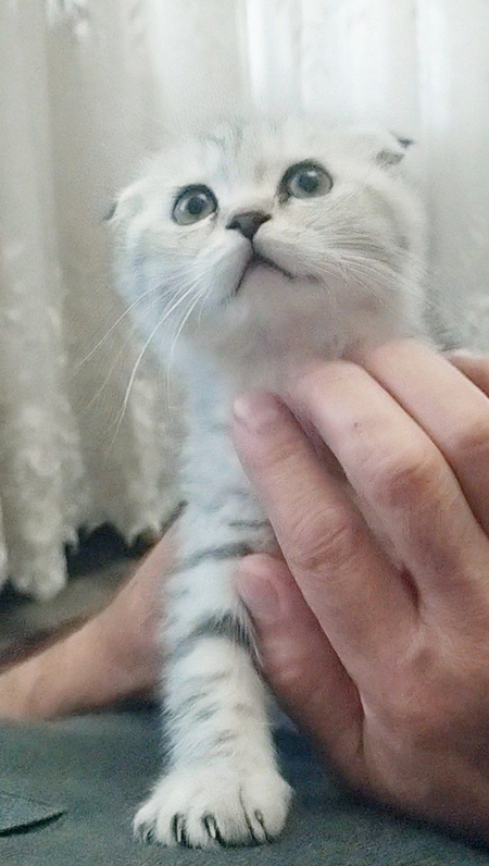 Шотландия фолд к,из .