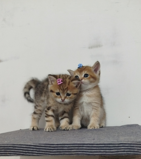 Британский шиншила