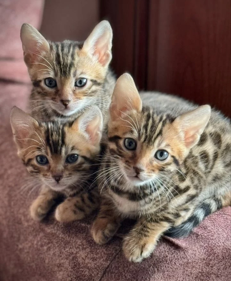 Бенгальские котята