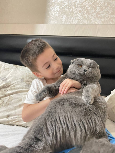 Вязка кот скотиш фолд британец даёт отличное потомство скидка