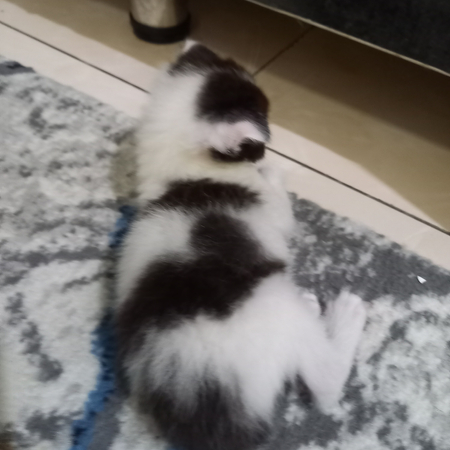 Продаётся котята