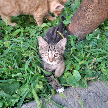 Отдам котят в хорошие руки