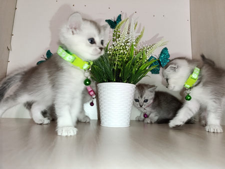 Серебристые Шиншиллы.Скоттиш Страйт и Фолд.