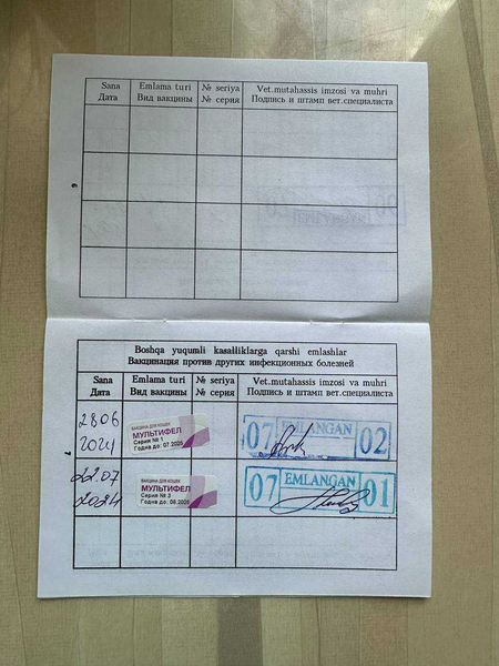 Продается котенок 6 месяцев. Золотая шиншилла.